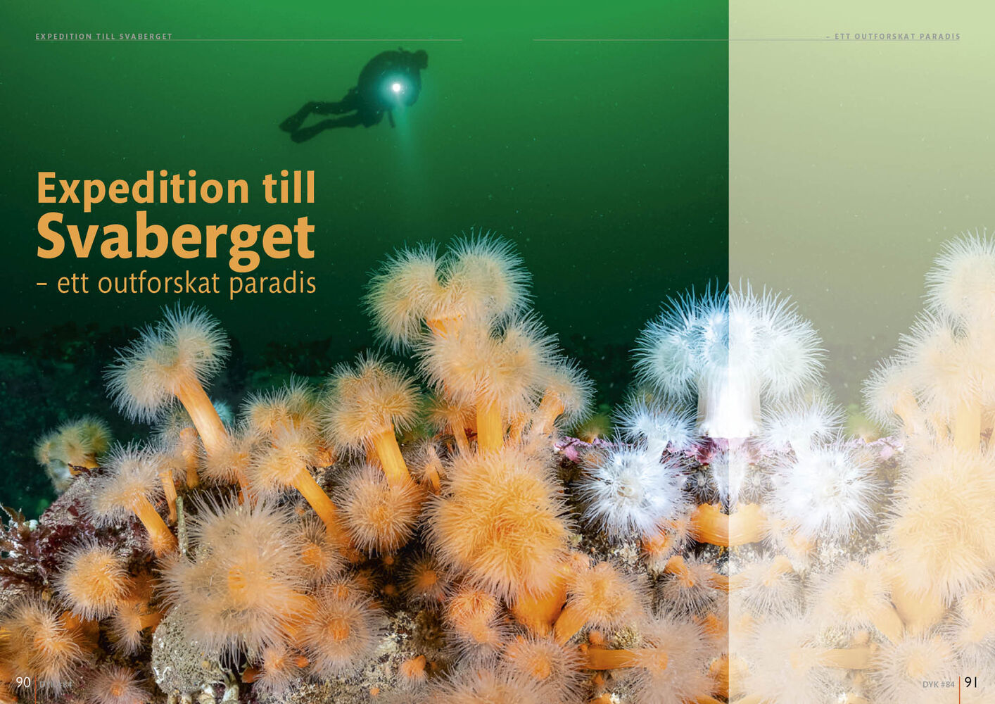 Expedition till Svaberget – ett outforskat paradis | DYK