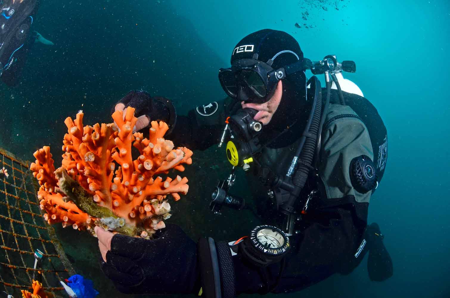 Coral Soul – en organisation som värnar om koraller i Spanien | DYK